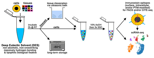 A Novel Method For For Cell Fixation Before Dissociation And Single