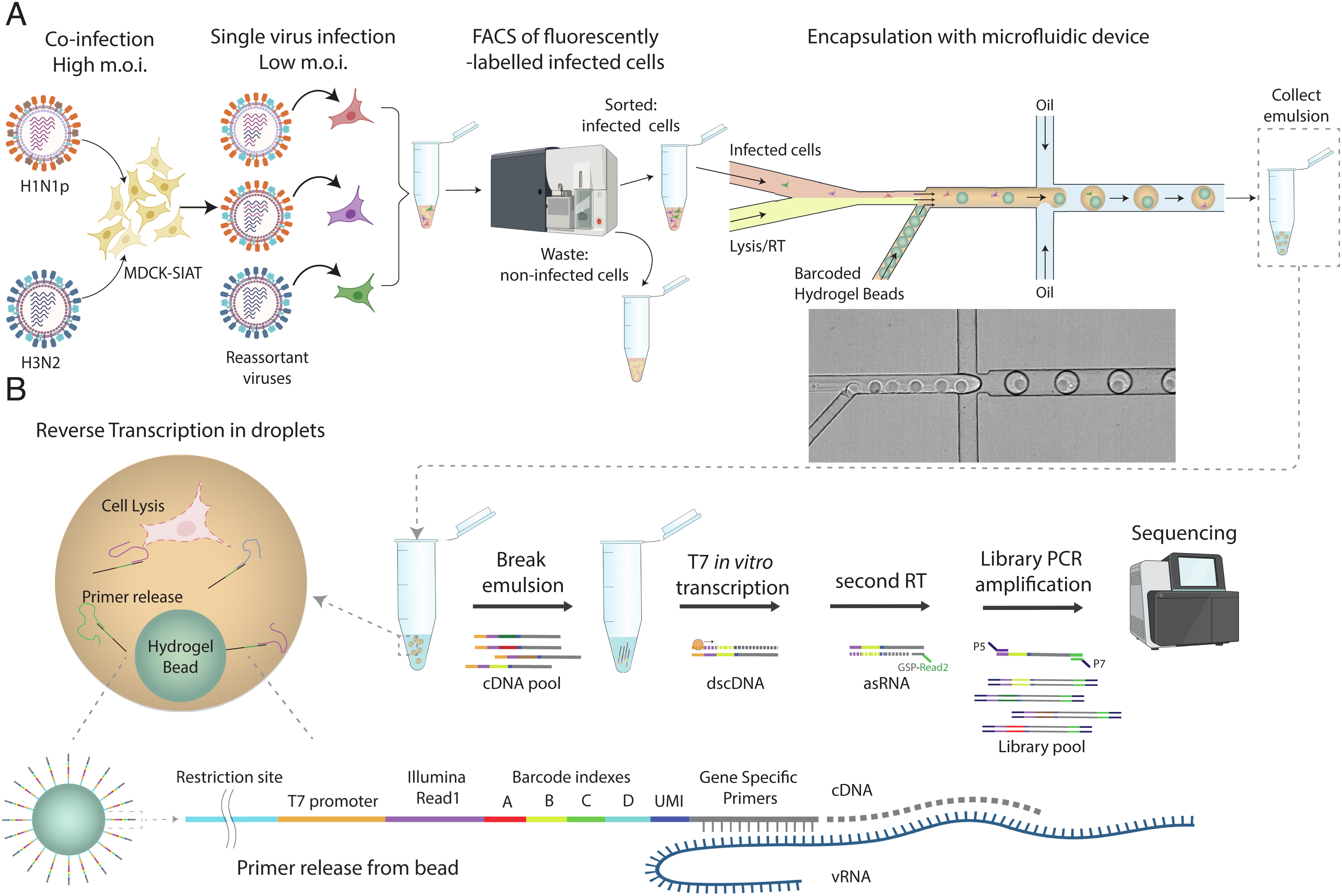 High-throughput droplet-based analysis of influenza A virus genetic ... High-throughput droplet-based analysis of influenza A virus genetic ...