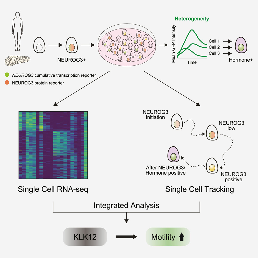 Integrating single-cell imaging and RNA sequencing datasets links ... Integrating single-cell imaging and RNA sequencing datasets links ...